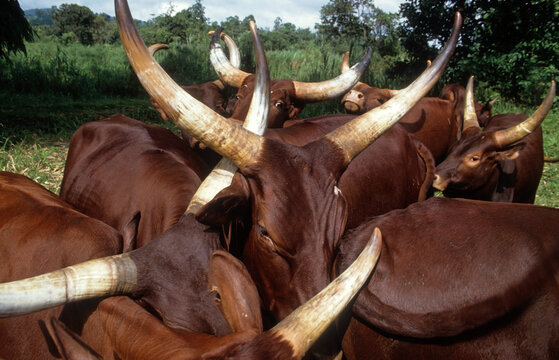 URA, Police Impound Vehicle Ferrying Stolen Cows in Buliisa – BIISO FM
